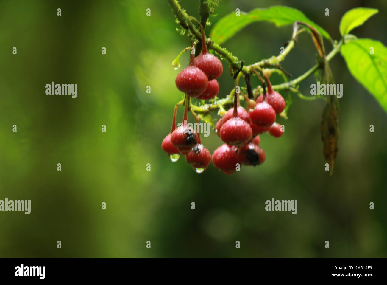 Wet Red berries in Monteverde Cloud Forest, Costa Rica Stock Photo - Alamy