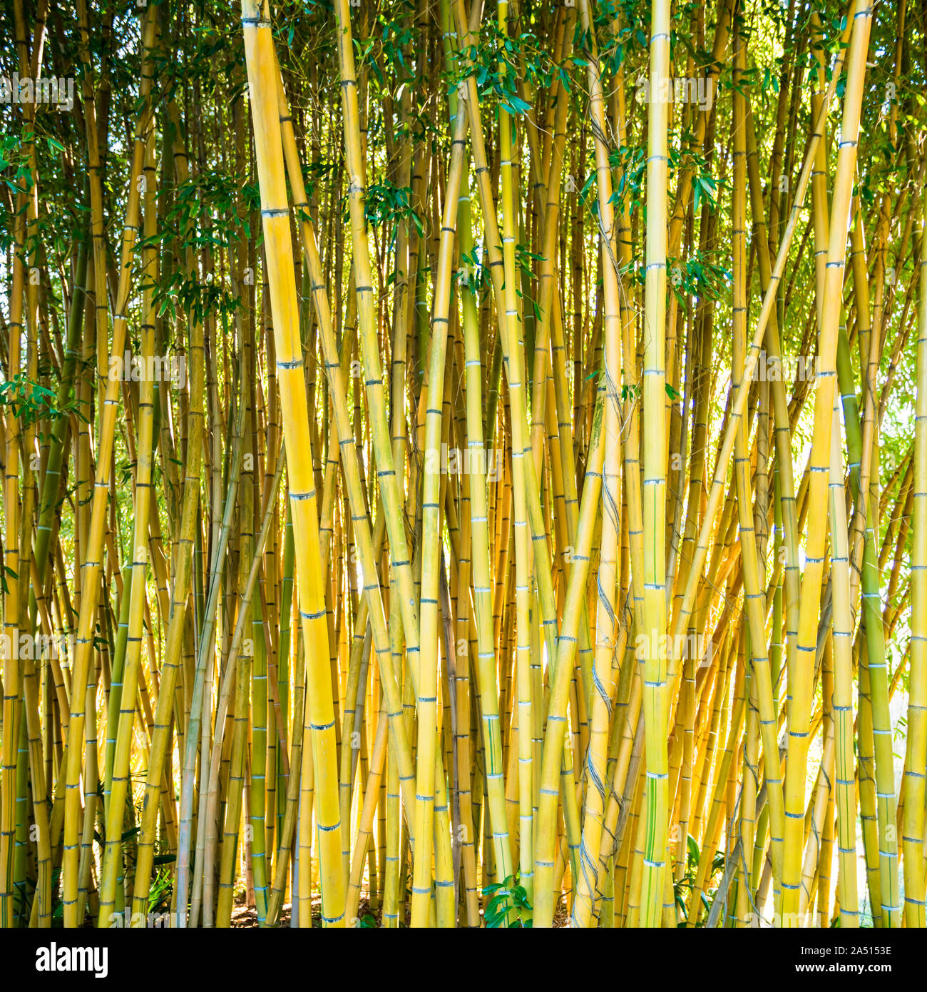 Bamboo forest. nature background . bamboo plant Stock Photo - Alamy