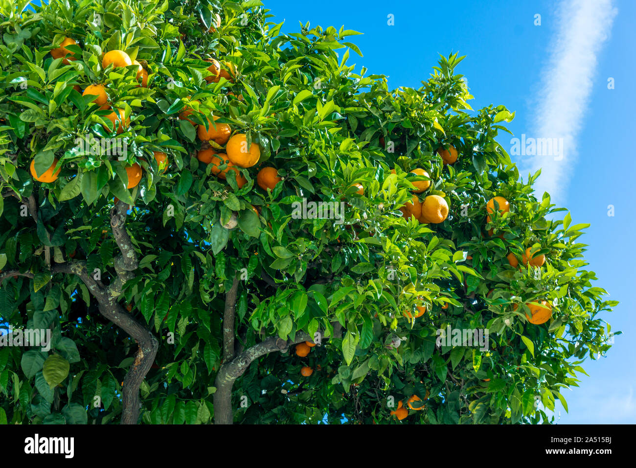 Orange garden. citrus fruits. oranges on a tree Stock Photo - Alamy