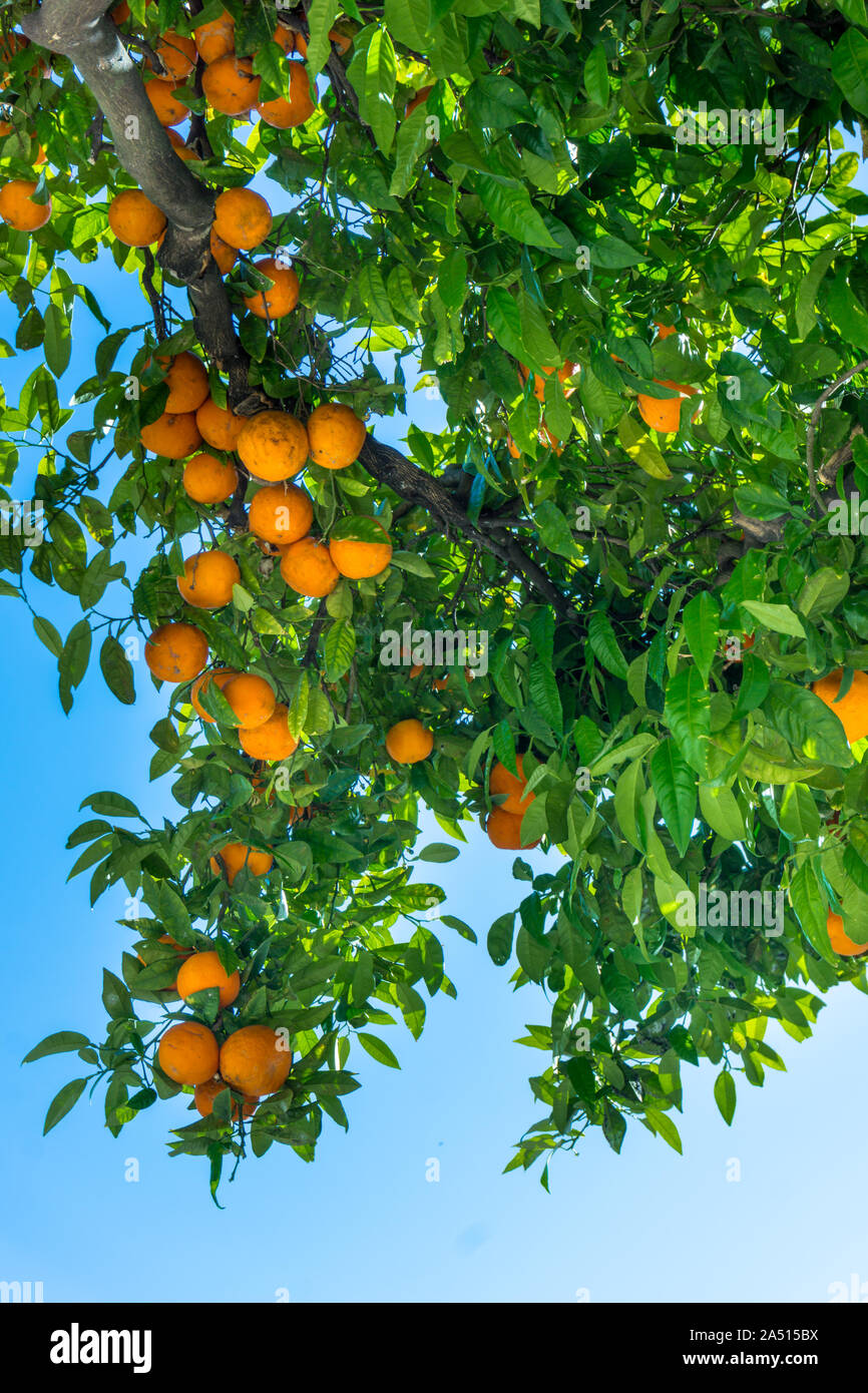 Orange garden. citrus fruits. oranges on a tree Stock Photo - Alamy