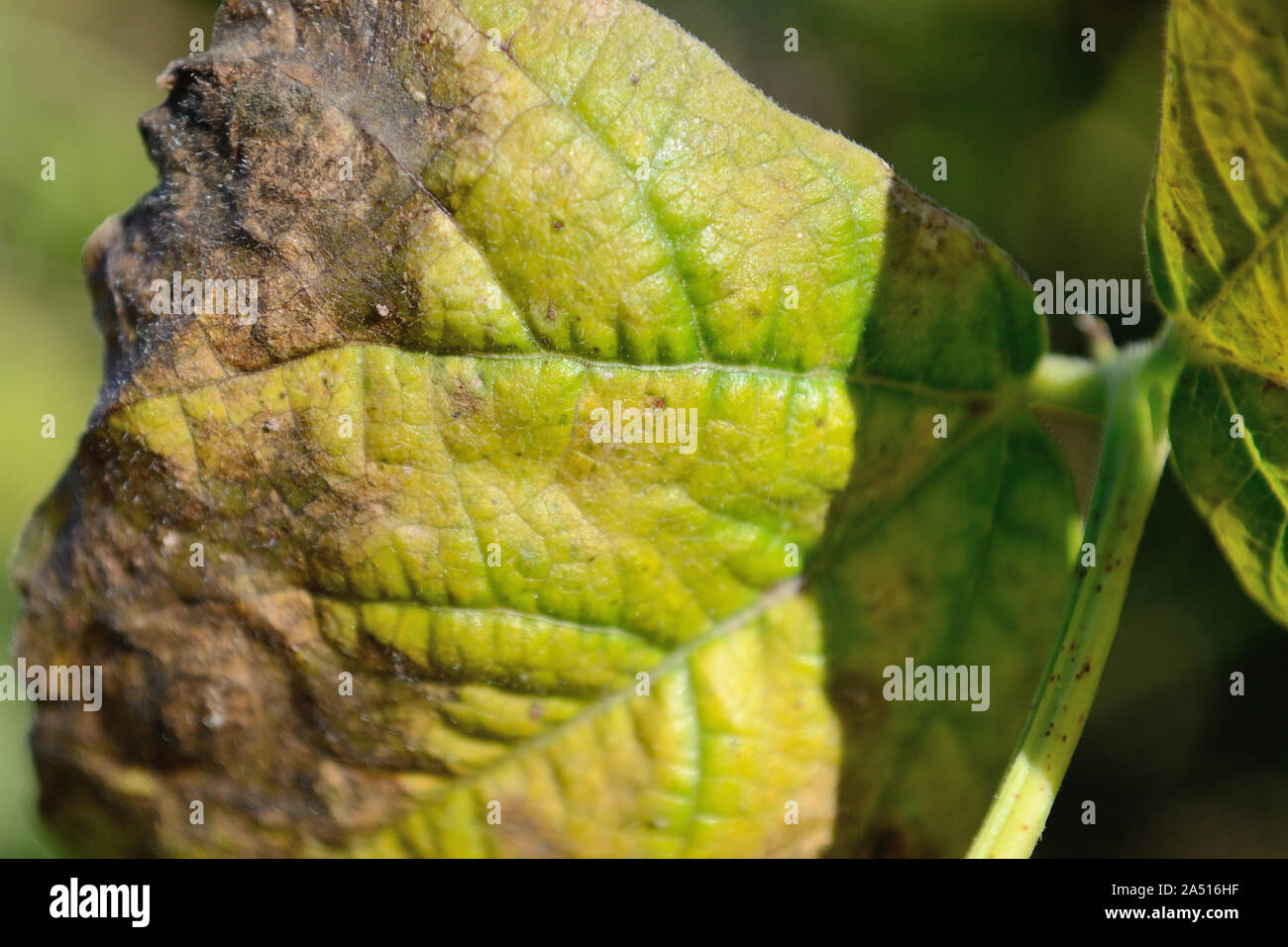 Bacterial blight hi-res stock photography and images - Alamy