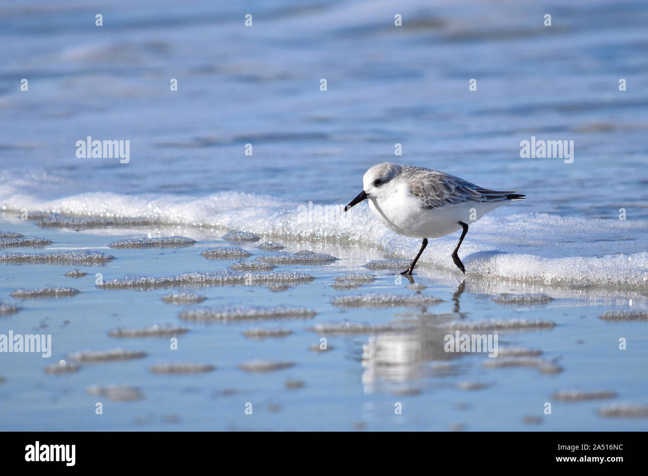 Small wading shore bird hi-res stock photography and images - Alamy