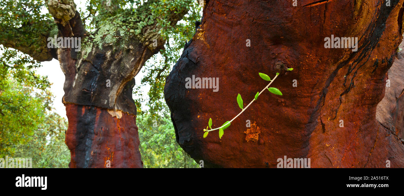 CORK OAK TREE (Quercus suber), Monfrague National Park, Caceres ...