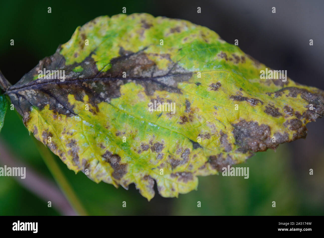 Bacterial blight on bean leaf, Pseudomonas syringae Stock Photo - Alamy