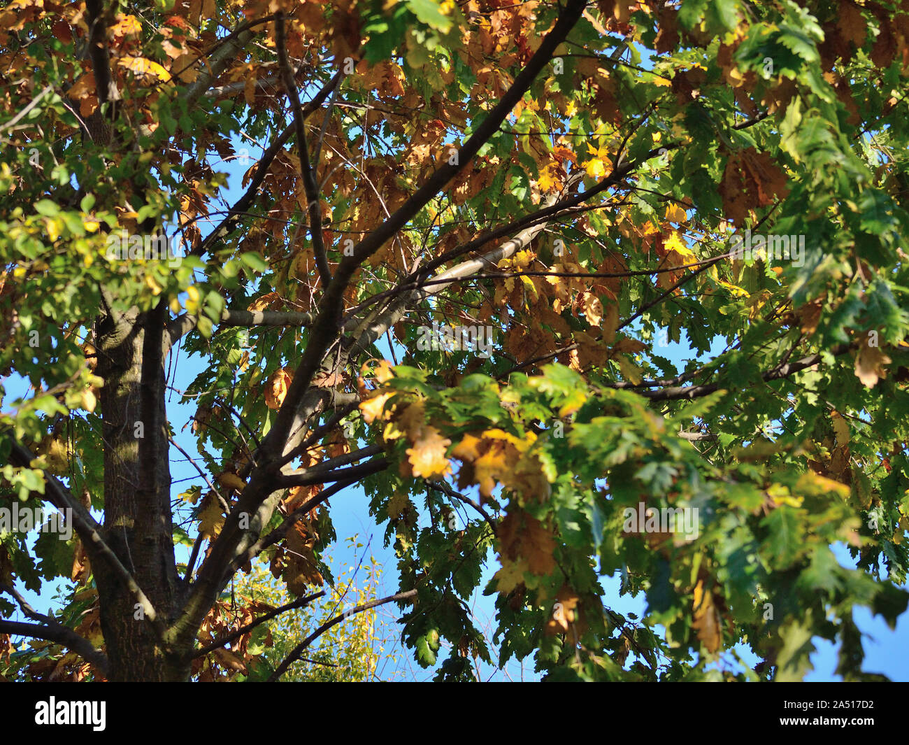 English oak in early autumn, Quercus robur Stock Photo - Alamy