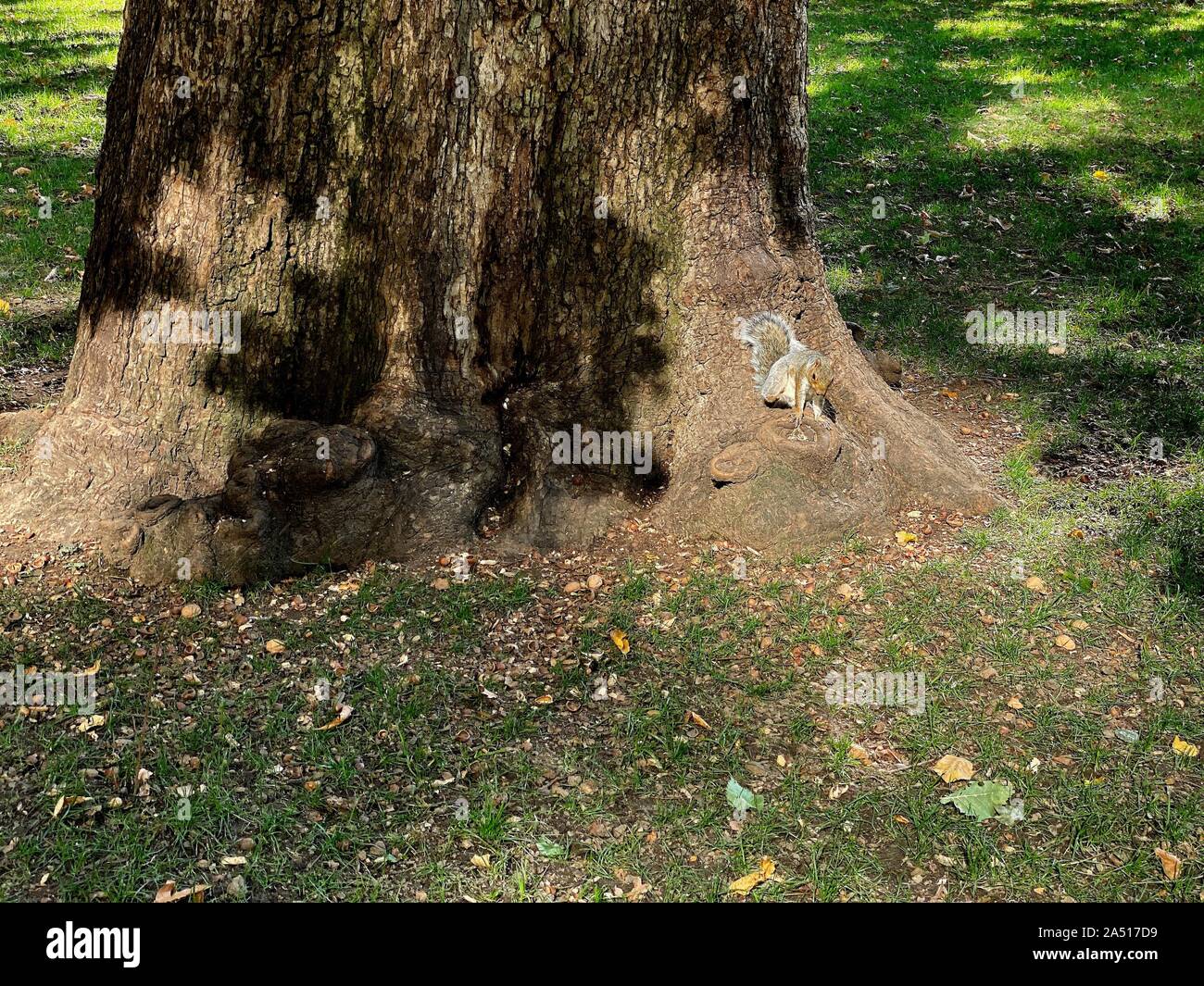 Squirrel at base of tree Stock Photo - Alamy