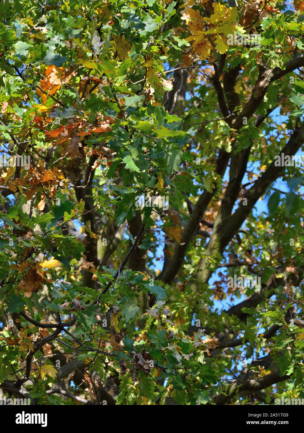 English oak in early autumn, Quercus robur Stock Photo - Alamy