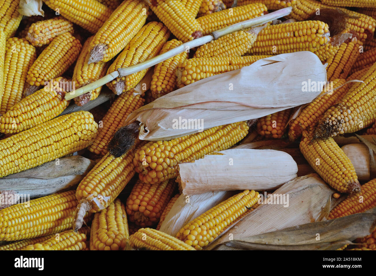 Maize or corn ears zea mays hi-res stock photography and images - Alamy