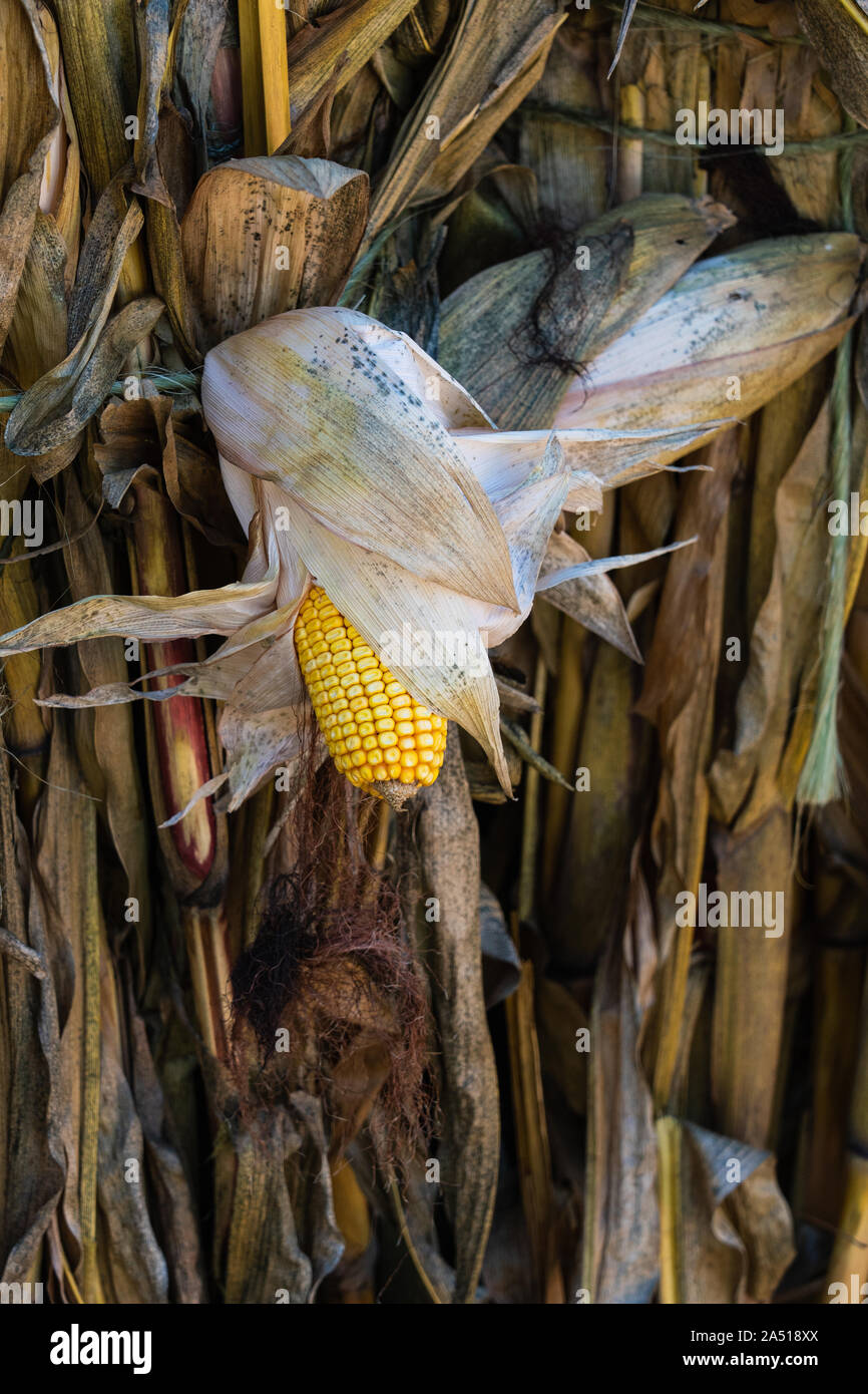 yellow dried corn on the cob hanging from a bunch of dried stalks in ...