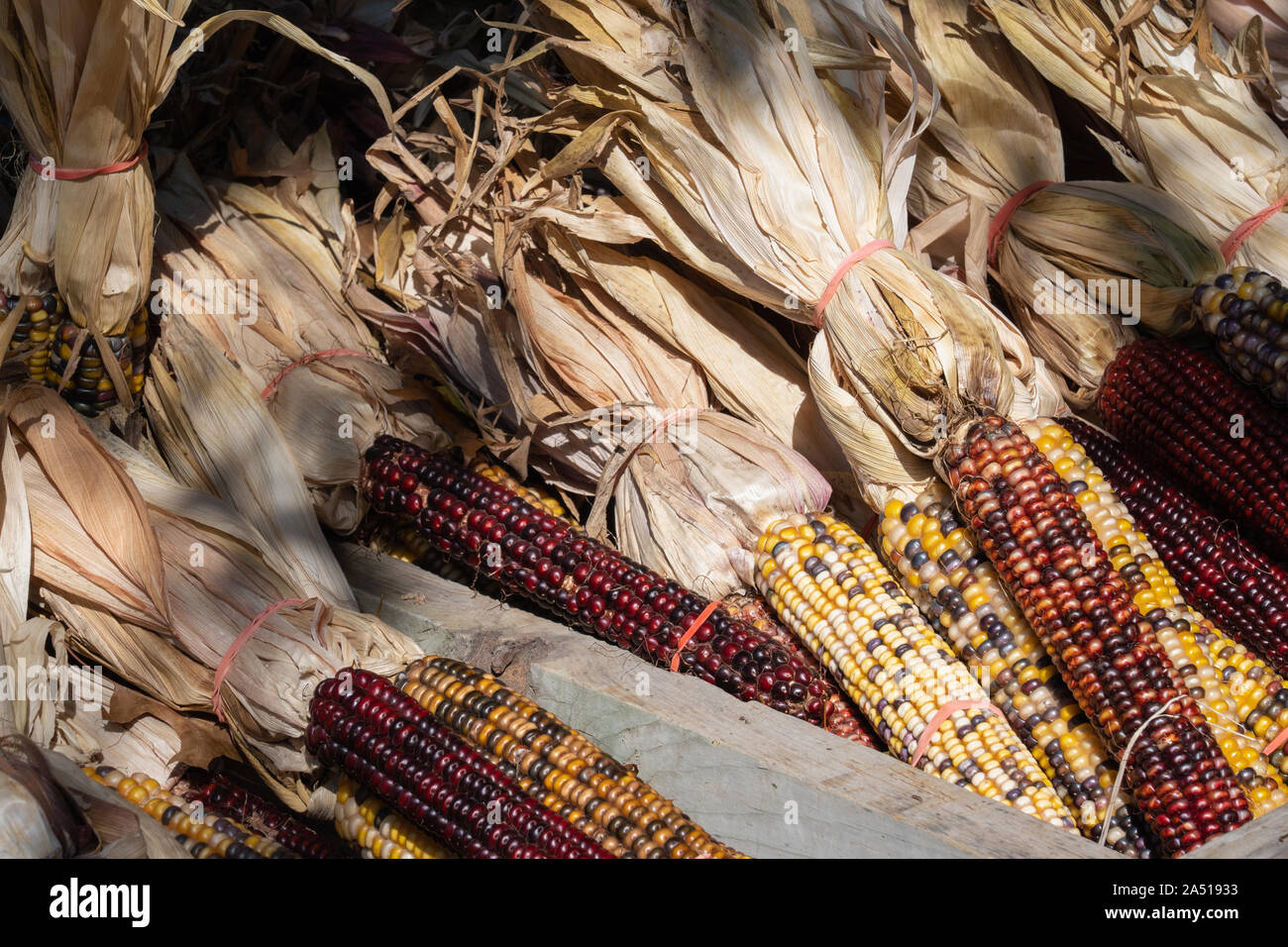 Apache Indians Corn