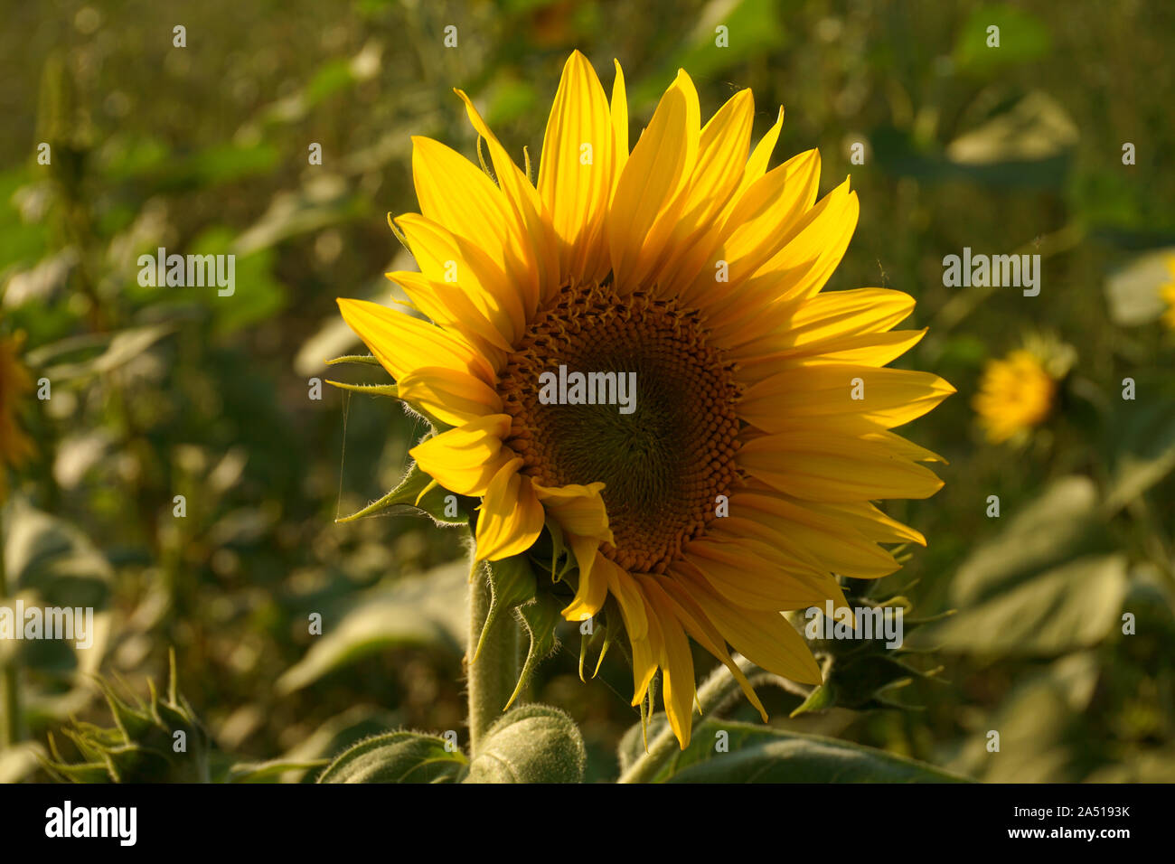 Sunflower flowering hi-res stock photography and images - Alamy