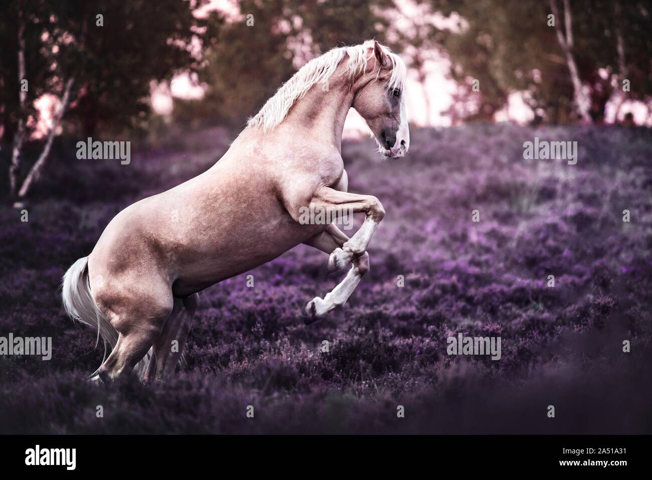 Rearing horse palomino hi-res stock photography and images - Alamy