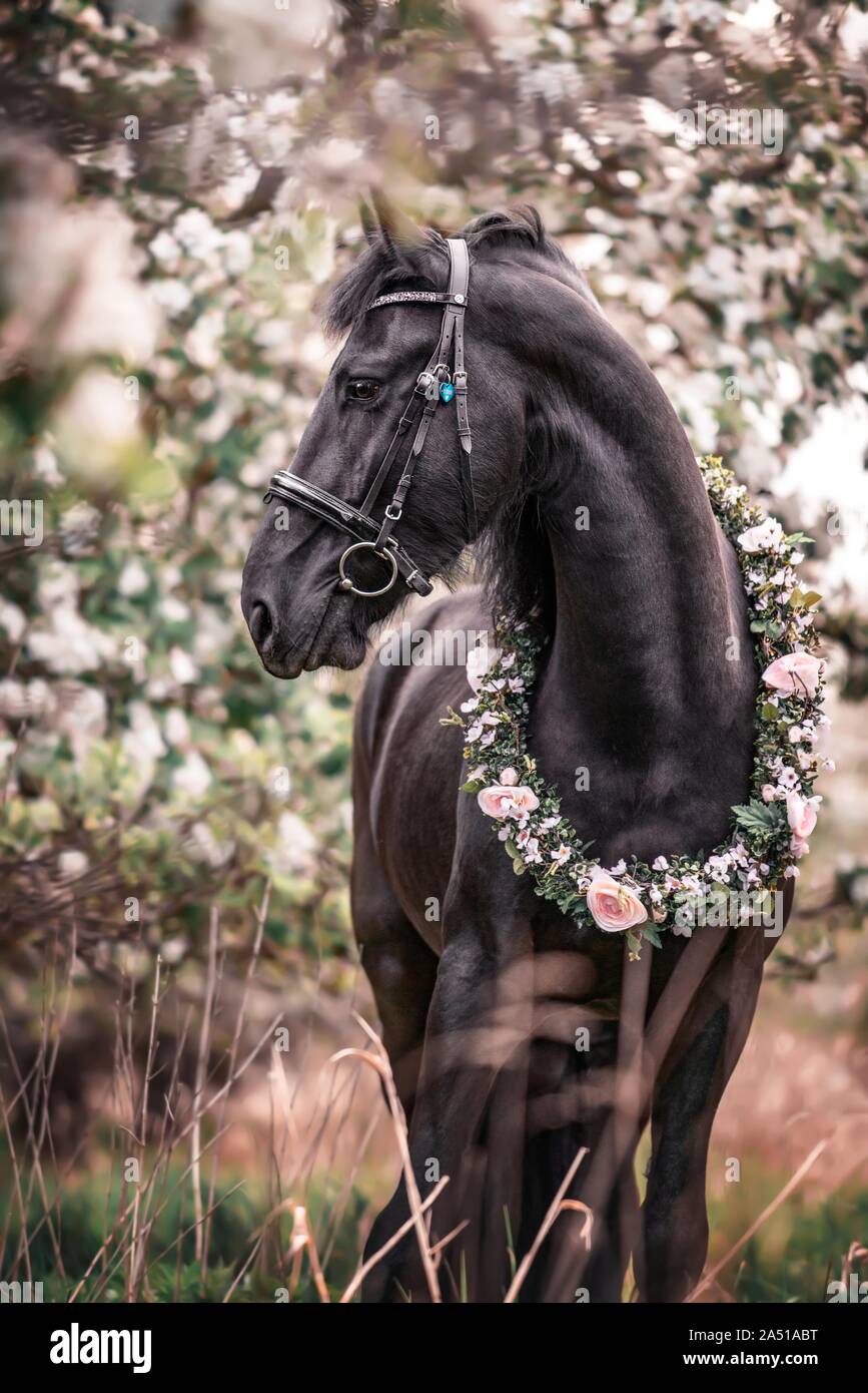 Friesian Wallpaper