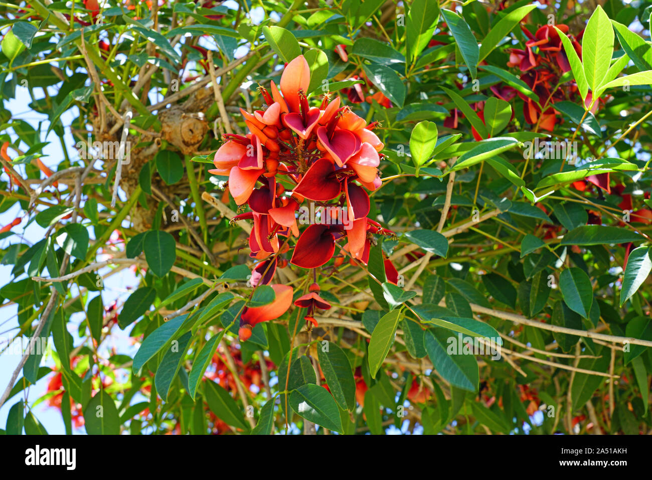 View of the red flowers of the Erythrina tree Stock Photo - Alamy