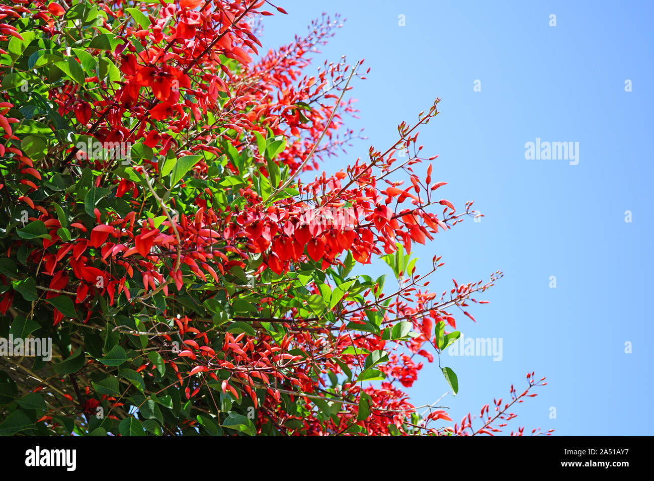 View of the red flowers of the Erythrina tree Stock Photo - Alamy