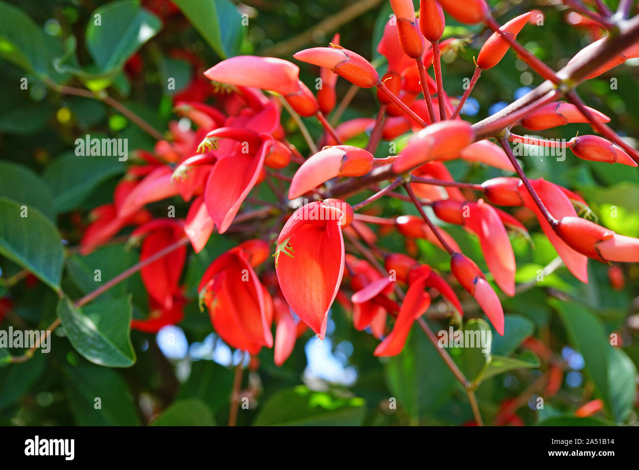 View of the red flowers of the Erythrina tree Stock Photo - Alamy