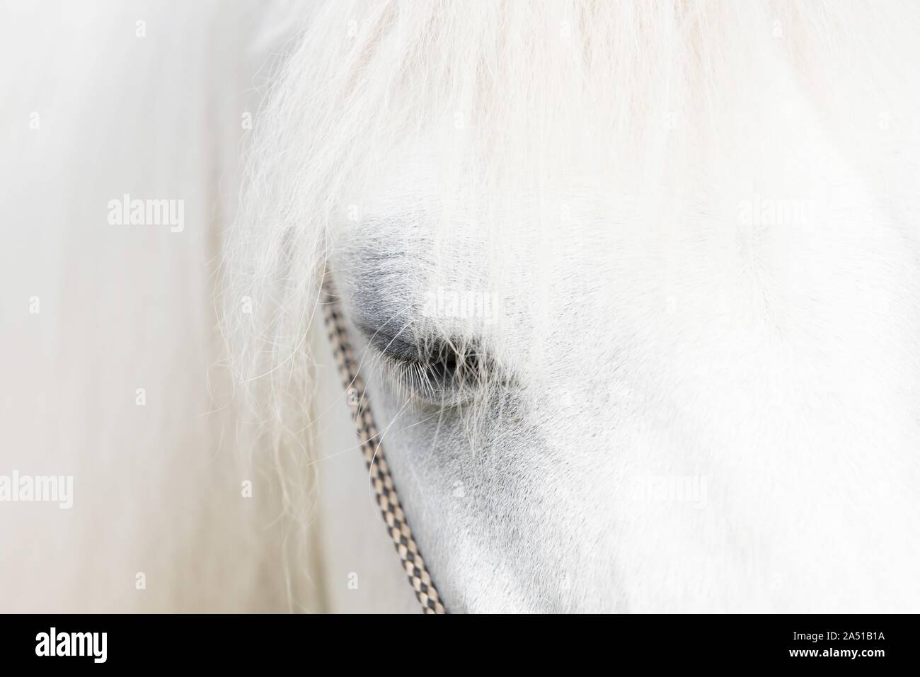 Welsh Pony eye Stock Photo - Alamy