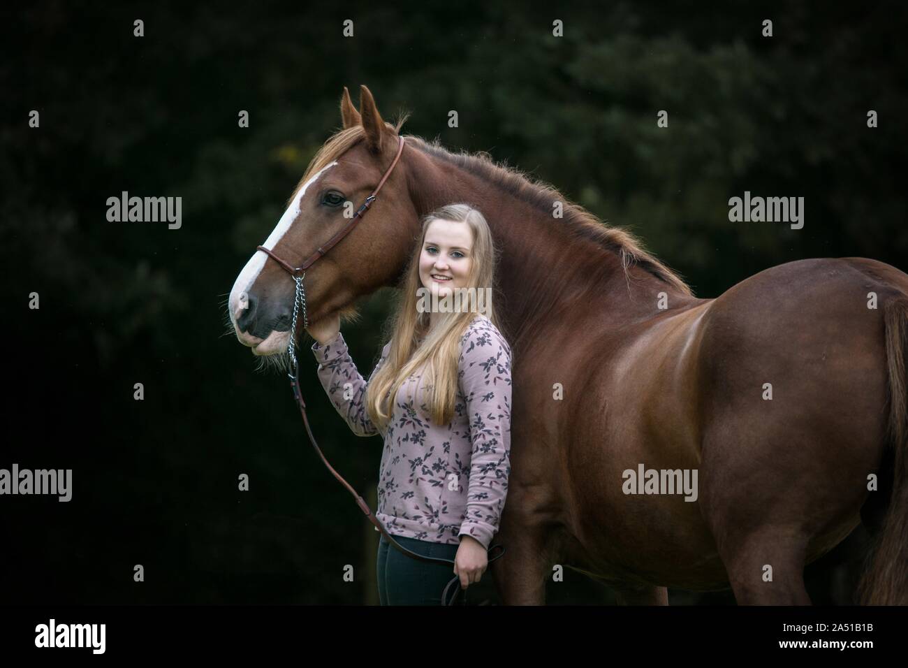 woman and Haflinger-Black-Forest-Coldblood-Cross Stock Photo - Alamy