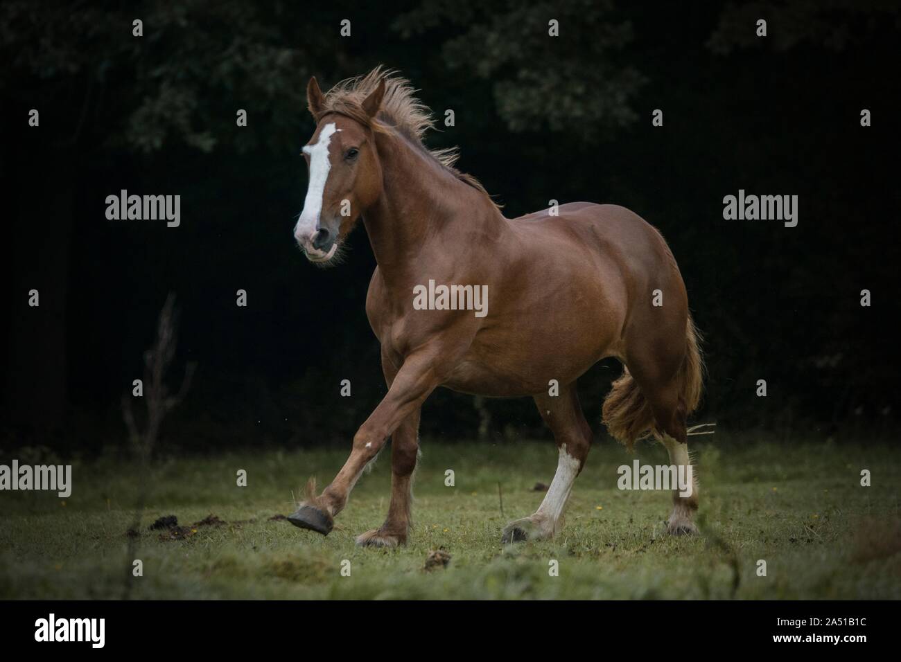 Haflinger cross hi-res stock photography and images - Alamy