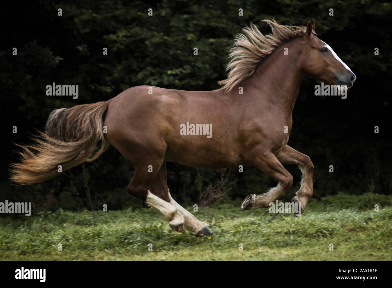 Haflinger cross hi-res stock photography and images - Alamy