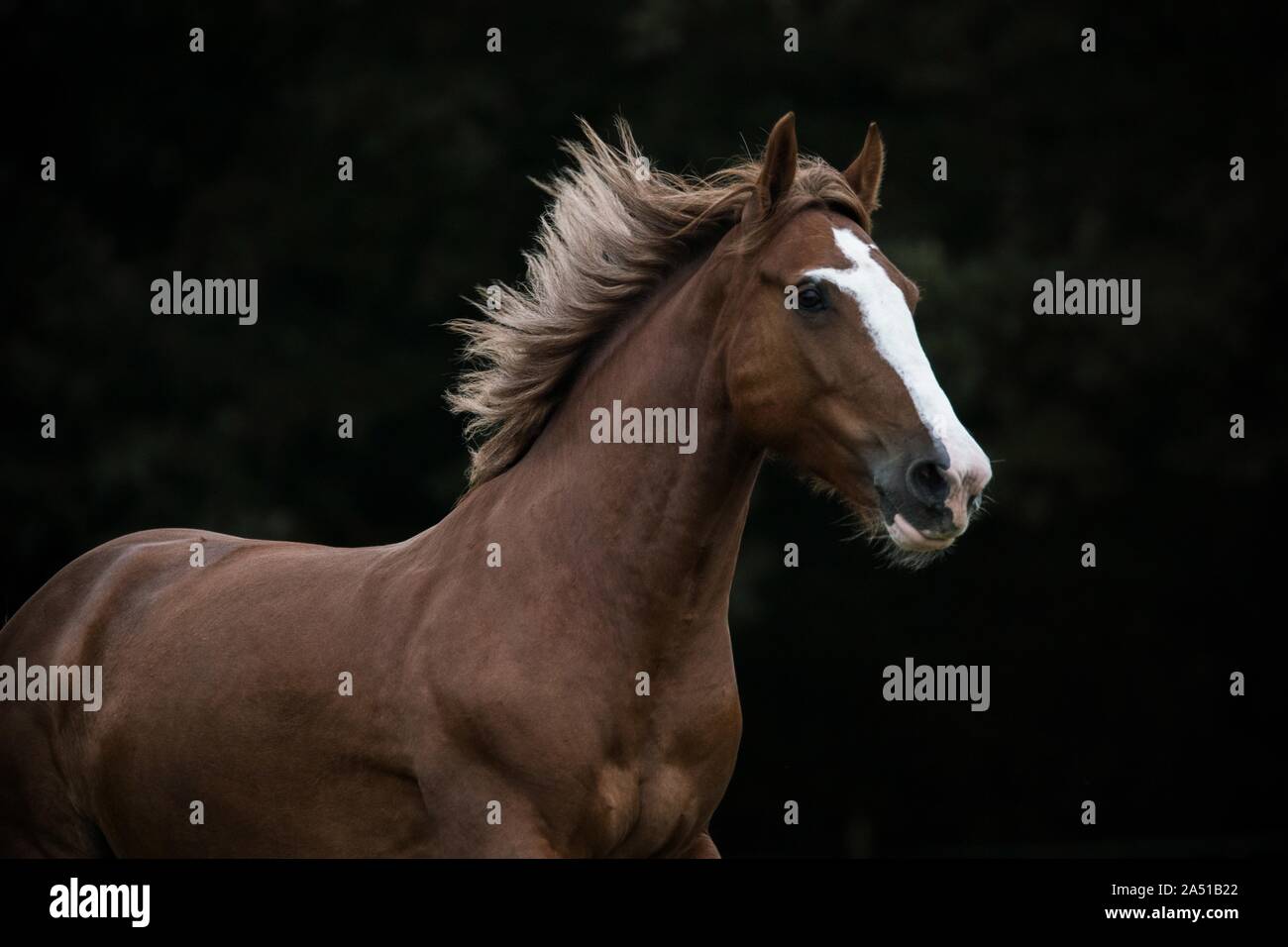 Haflinger Cross High Resolution Stock Photography and Images - Alamy