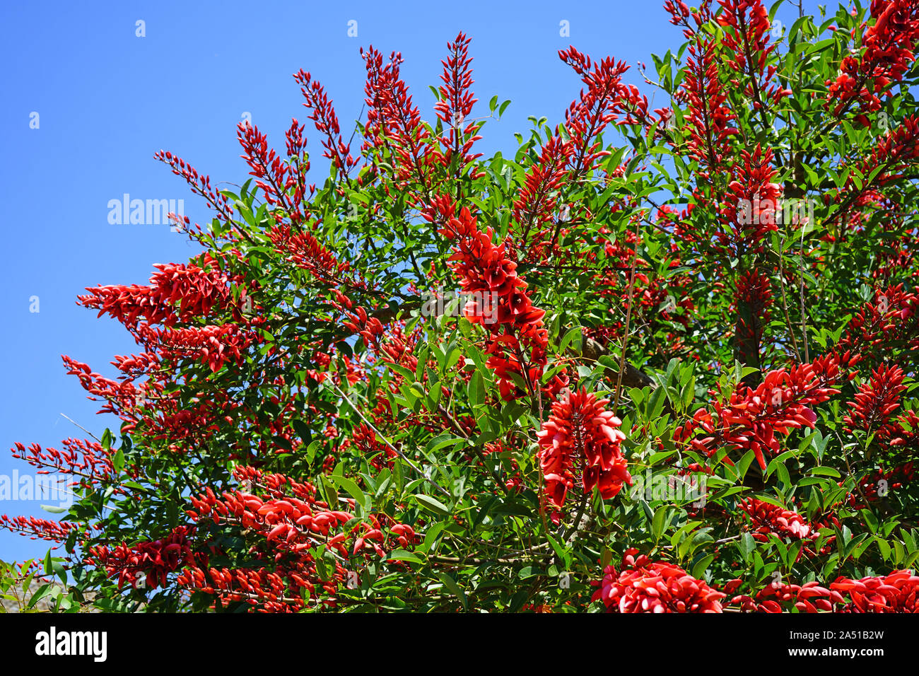 View of the red flowers of the Erythrina tree Stock Photo - Alamy