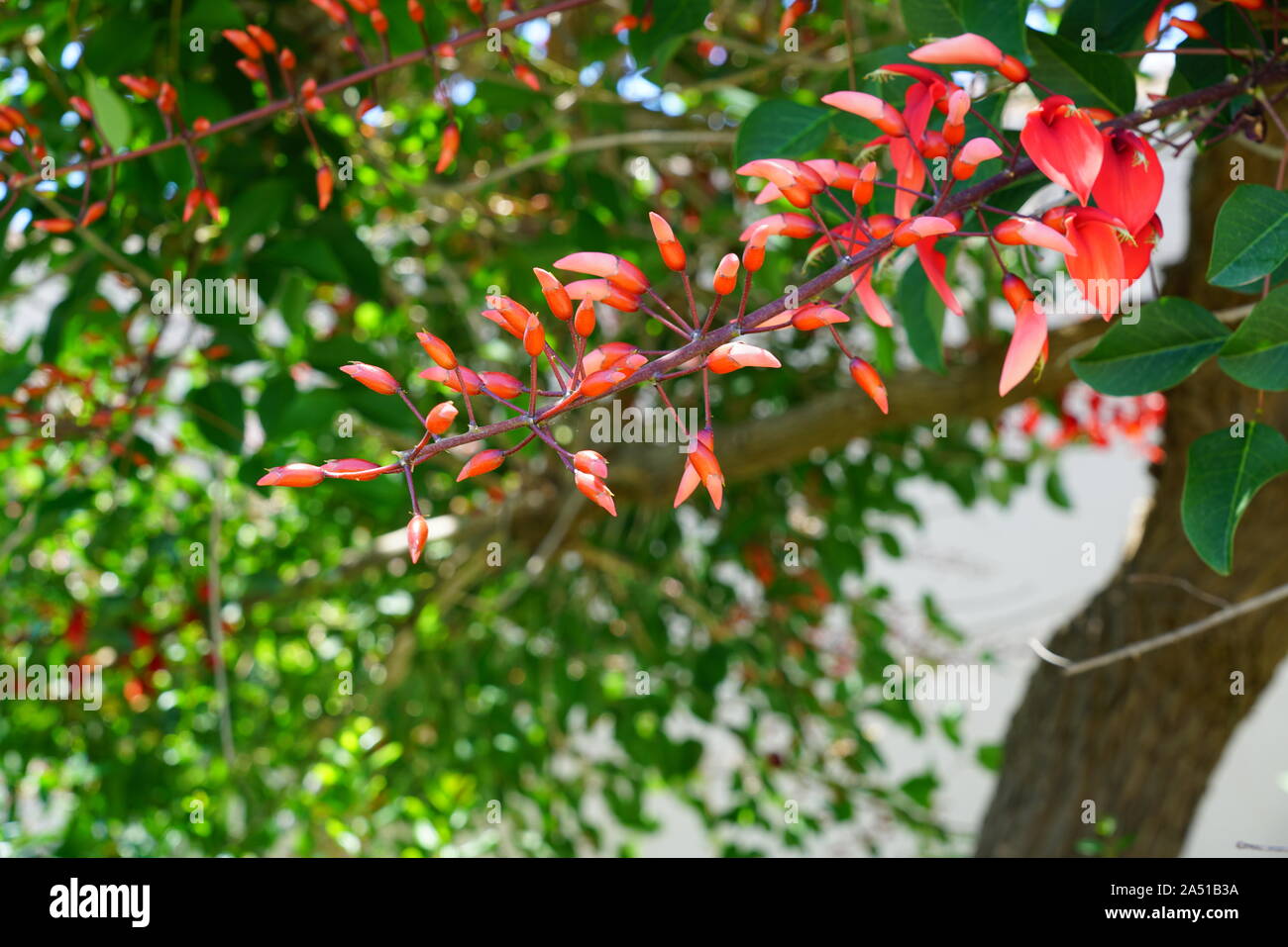 View of the red flowers of the Erythrina tree Stock Photo - Alamy