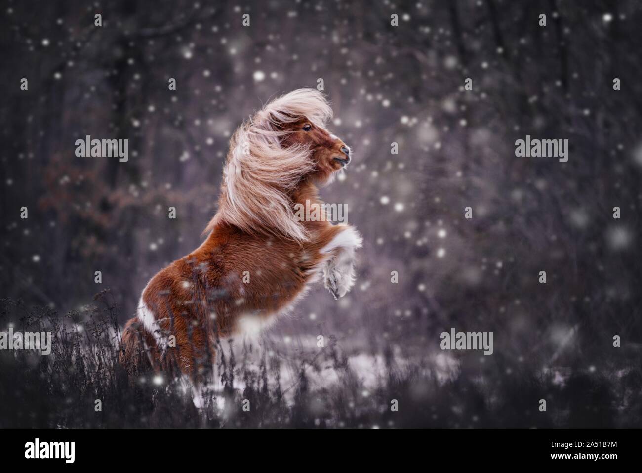 Shetland pony horse rearing hi-res stock photography and images - Alamy