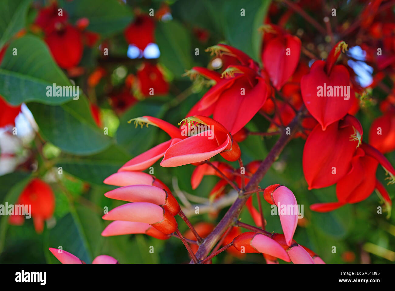 View of the red flowers of the Erythrina tree Stock Photo - Alamy
