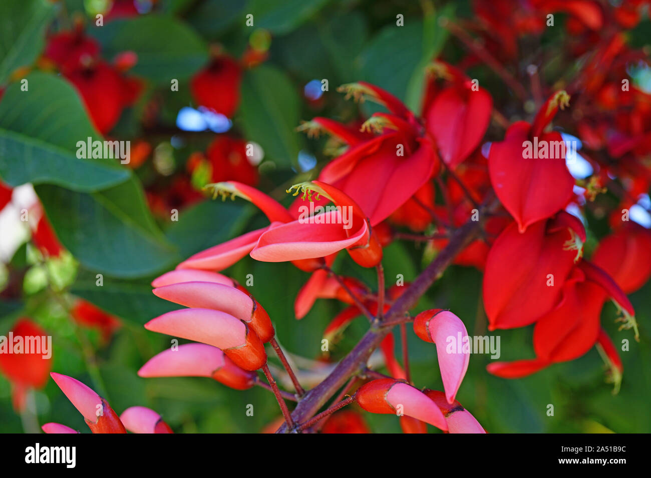View of the red flowers of the Erythrina tree Stock Photo - Alamy