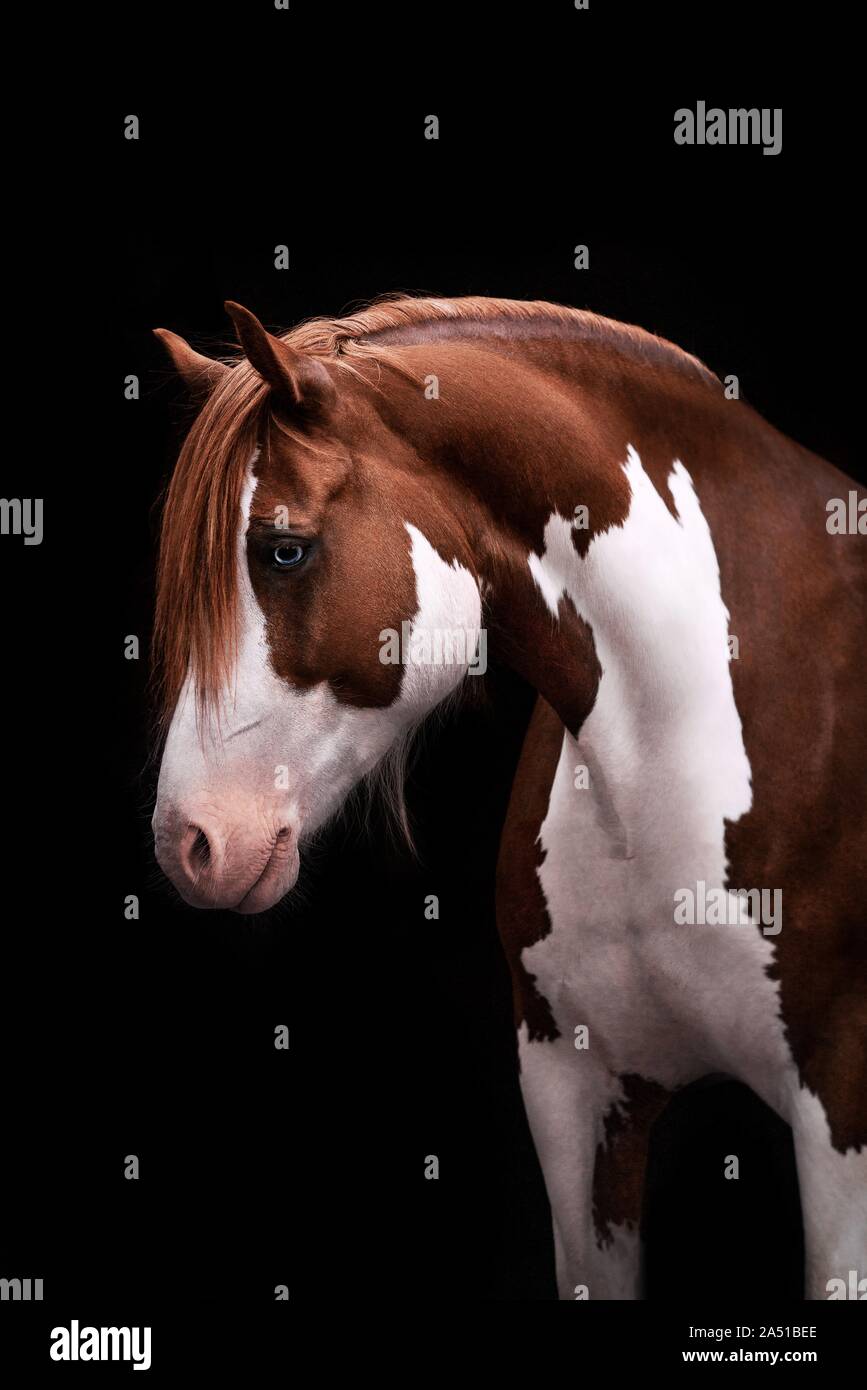 Two welsh pony horses hi-res stock photography and images - Alamy