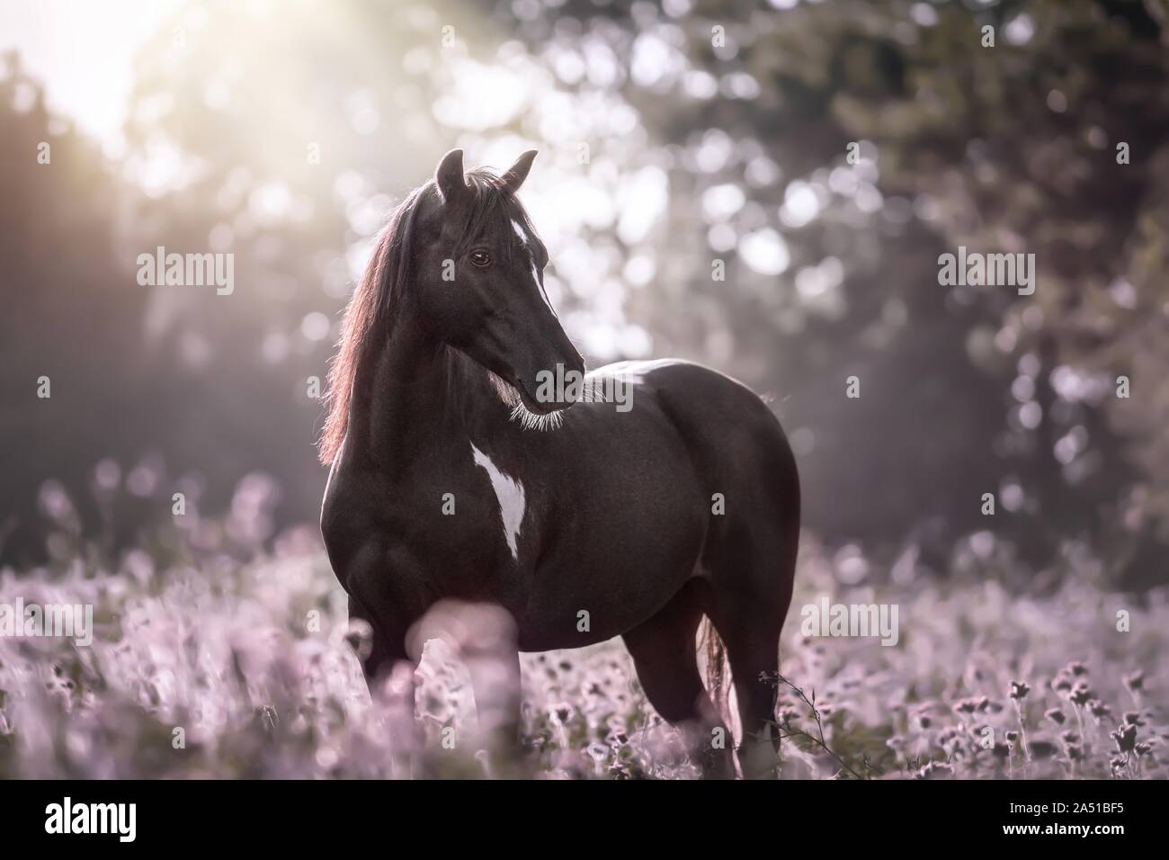 Two welsh pony standing hi-res stock photography and images - Alamy