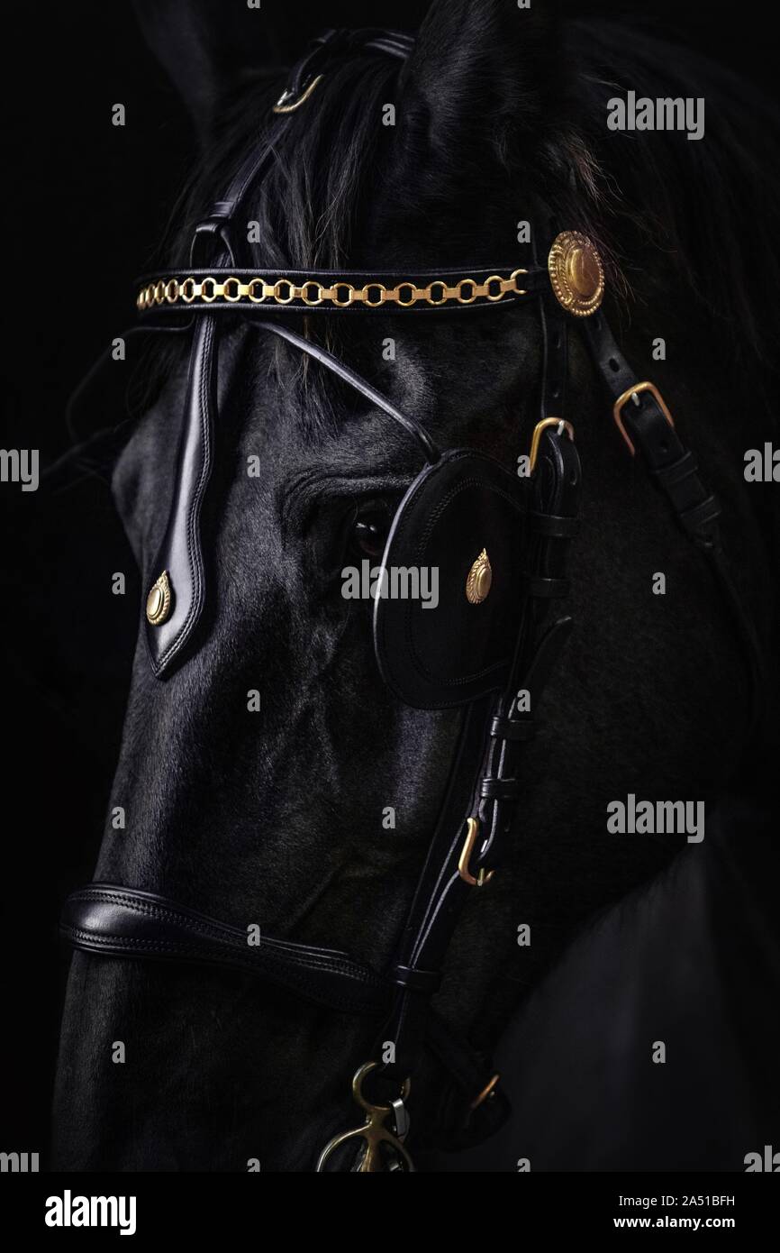 Friesian horse face hi-res stock photography and images - Alamy