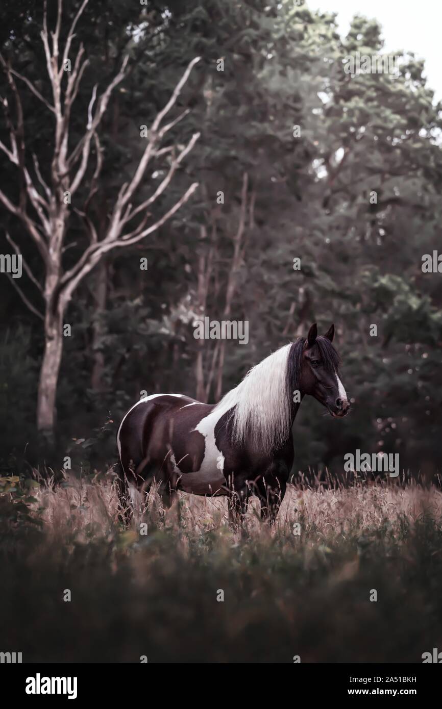 Pinto colored horse hi-res stock photography and images - Alamy