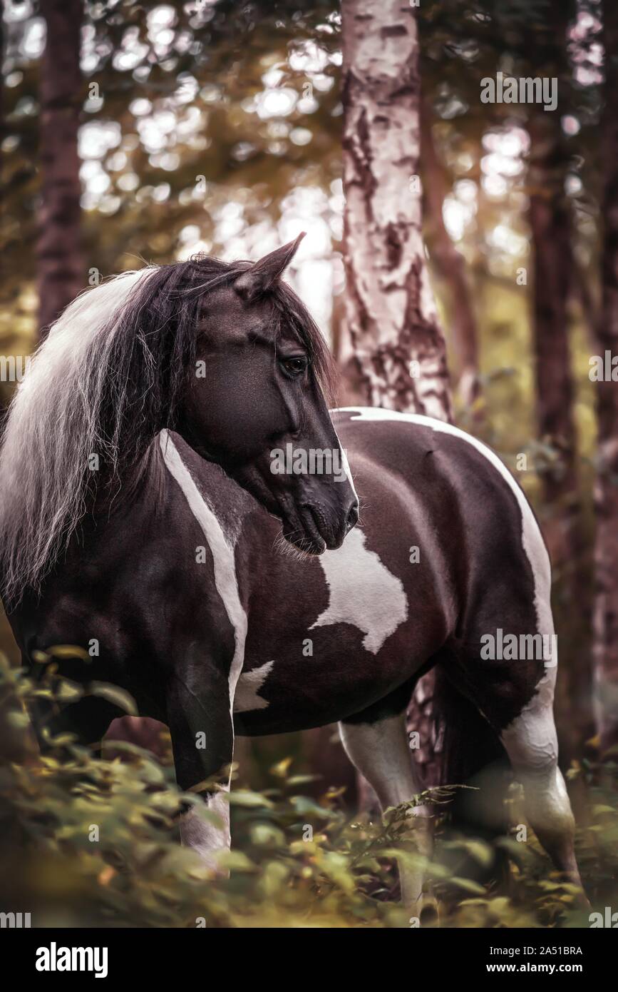 Pinto colored hi-res stock photography and images - Alamy