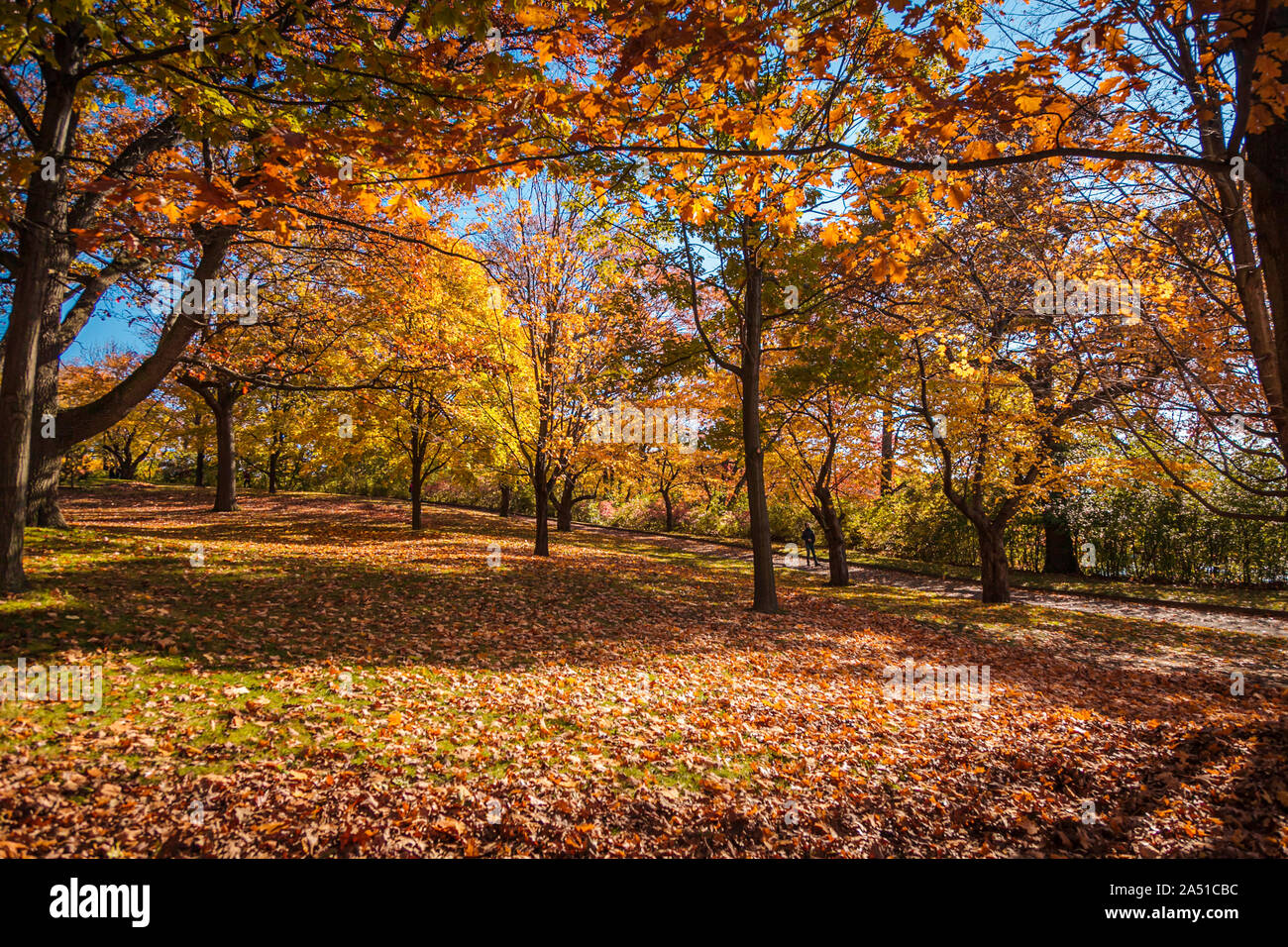High Park, Toronto, Canada - The trees with bright orange leaves offer ...