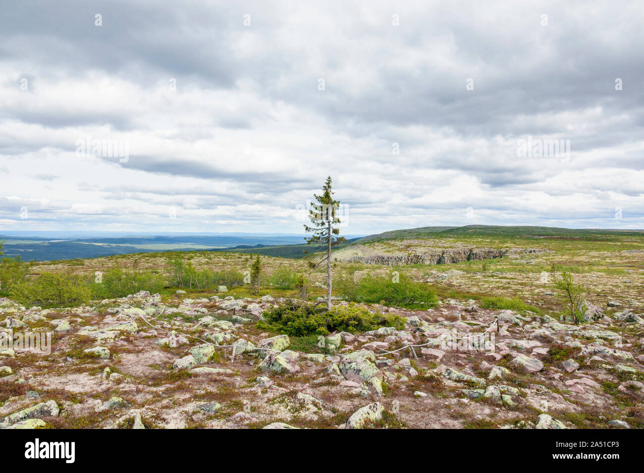 Old spruce tree hi-res stock photography and images - Alamy