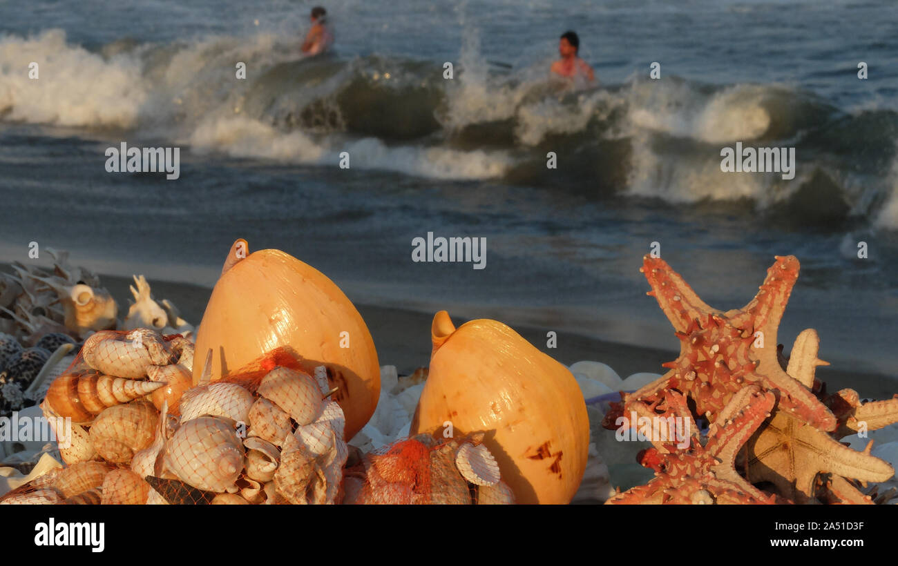 India sea shells hi-res stock photography and images - Alamy