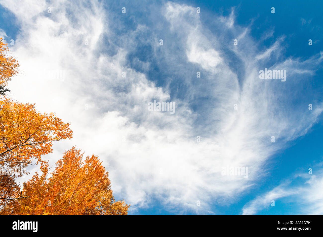 Clouds in the blue sky, trees in foliage autumn season. Background and ...