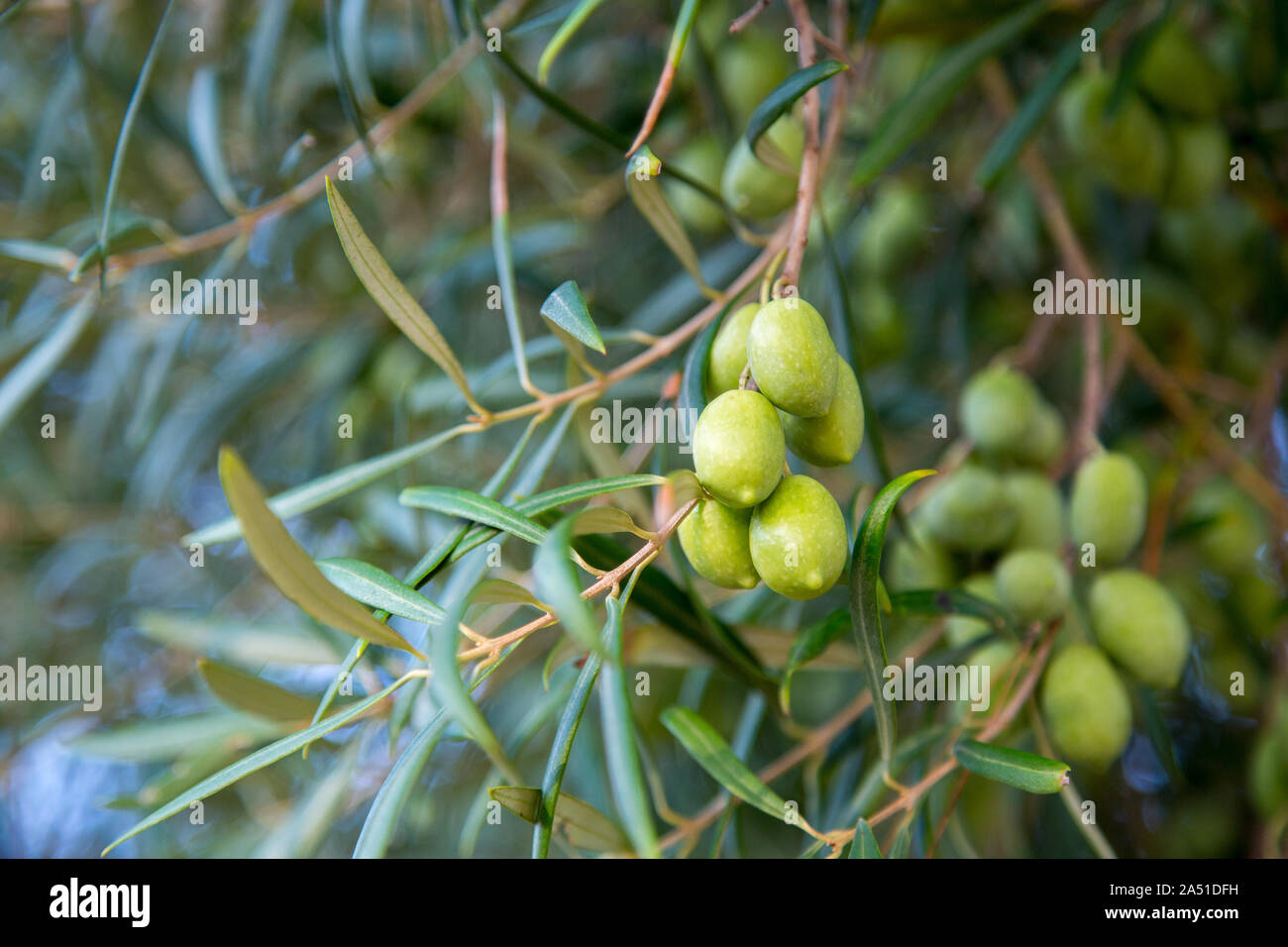 Olive tree branch. Olea europaea Stock Photo - Alamy