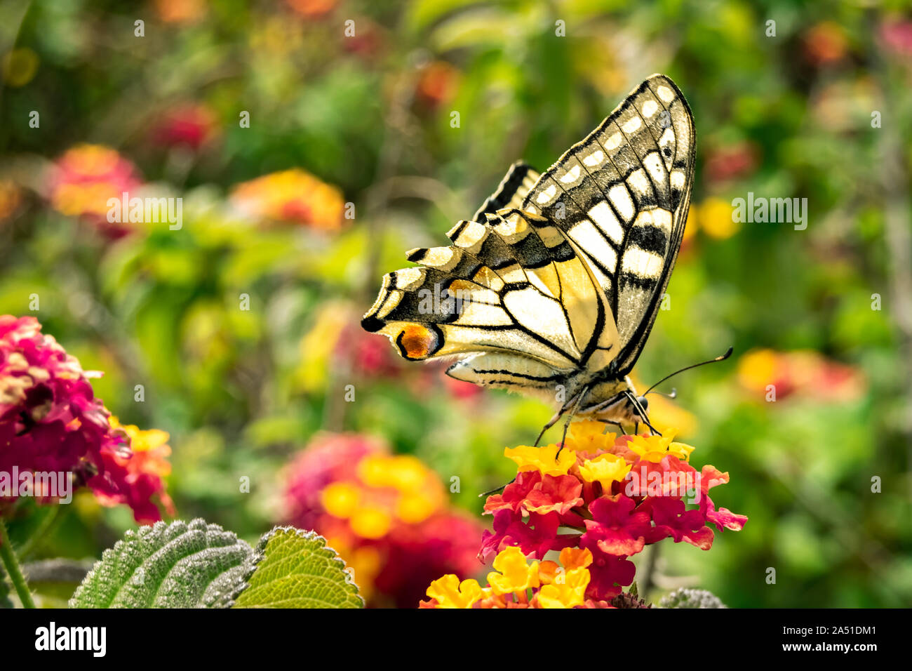 Butterfly in the flower hi-res stock photography and images - Alamy