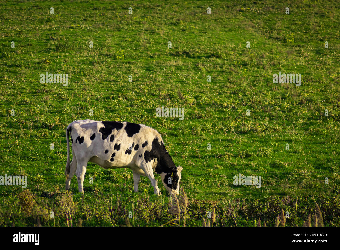 Field dairy cow hi-res stock photography and images - Alamy