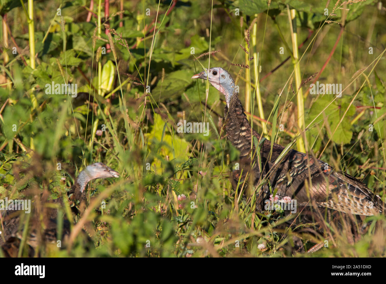 Turkeys fighting hi-res stock photography and images - Alamy
