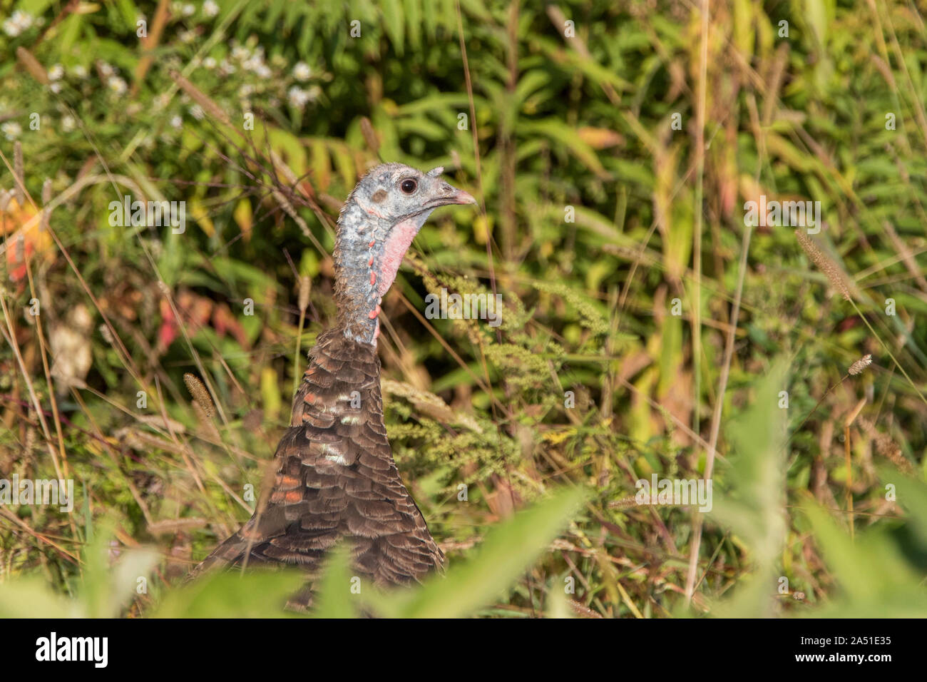 wild turkeys in autumn Stock Photo - Alamy