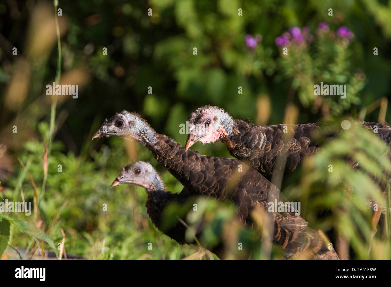 Turkeys fighting hi-res stock photography and images - Alamy