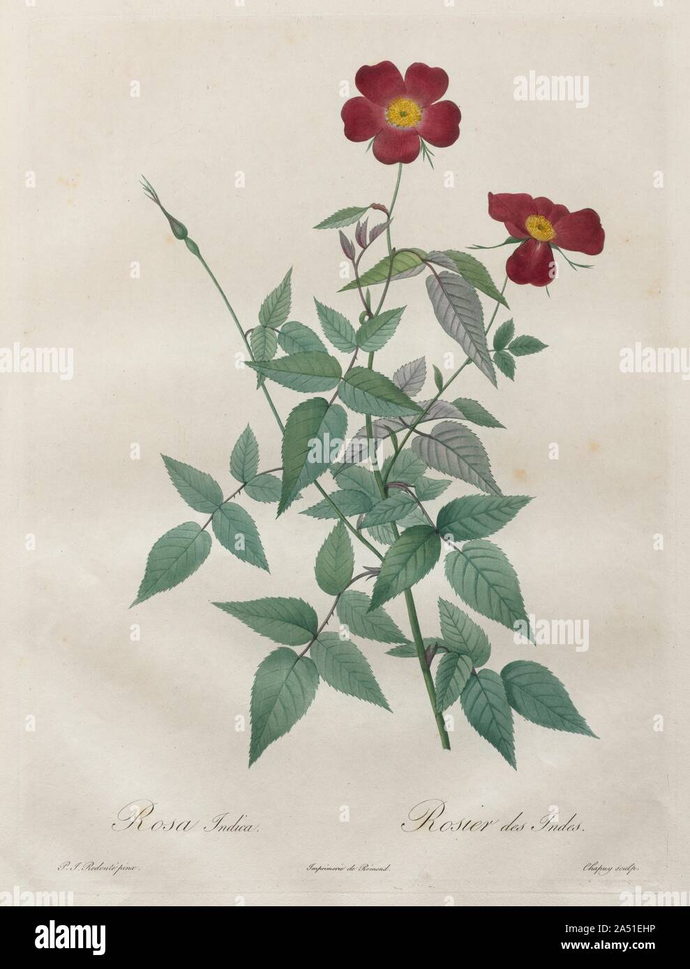 Rosa indica hi-res stock photography and images - Alamy