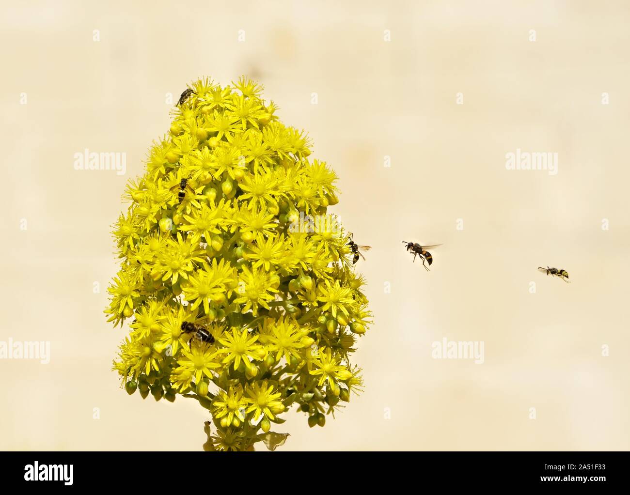 European honey bee (Apis mellifera) gathering pollen, Honey Bee ...