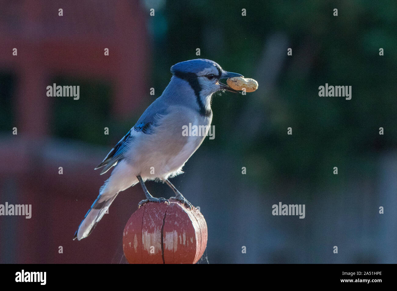 Blue jay in fall Stock Photo - Alamy