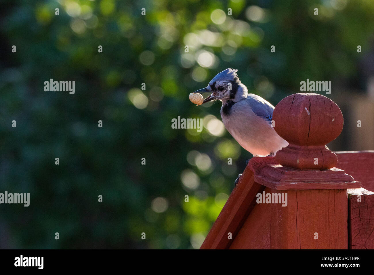 Blue jay in fall Stock Photo - Alamy