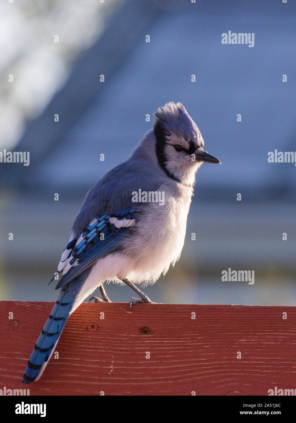 Blue jay in fall Stock Photo - Alamy